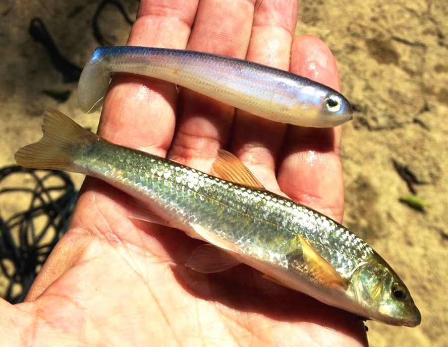 Continuously Improve Your Kayak Fishing - Jackson Kayak